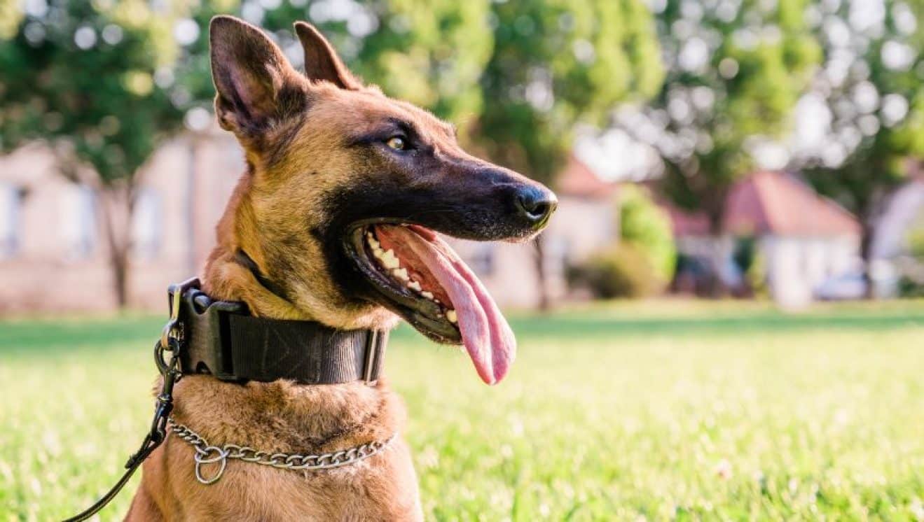 Police Dogs in the UK: Trusted Companions in Law Enforcement